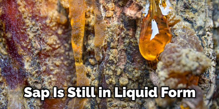 How to Stop Sap from Coming out Of Wood in 7 Steps (2025)