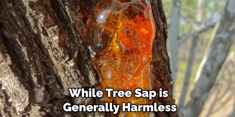 How to Stop Wood From Leaking Sap in 11 Easy Steps (2025)