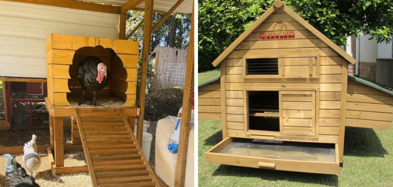 How to Build Turkey Coop | 5 Effective Methods (2025)