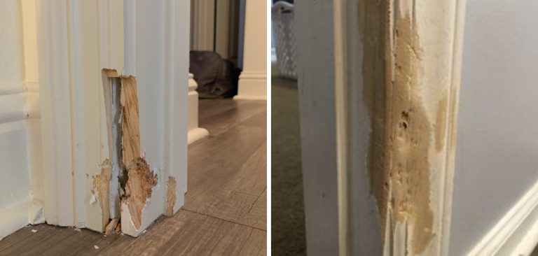 How to Fix Door Frame Damage From Dog | 5 Easy Steps (2025)