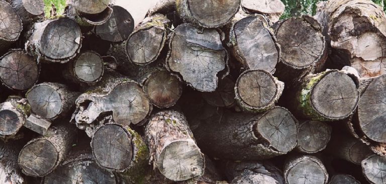 How to Tell if Firewood is Rotten | 8 Easy Steps (2025)