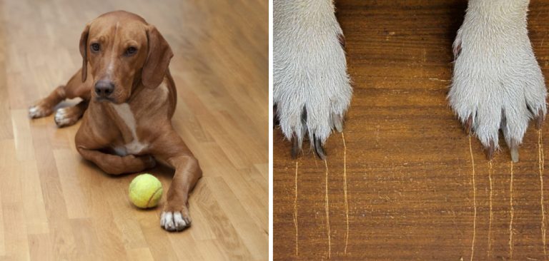 How to Keep Dogs From Scratching Hardwood Floors | 10 Easy Steps