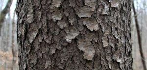 How to Identify Cherry Wood | 9 Easy Ways (2025)