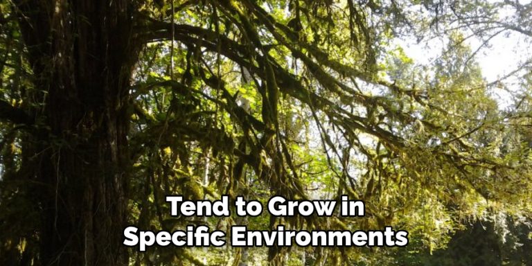 How to Identify a Pacific Yew Wood | 12 Easy Steps (2025)