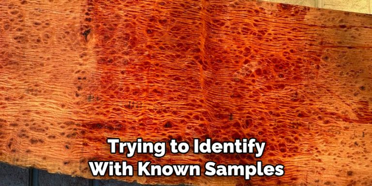 How to Identify Sheoak Wood | 12 Effective Steps (2024)