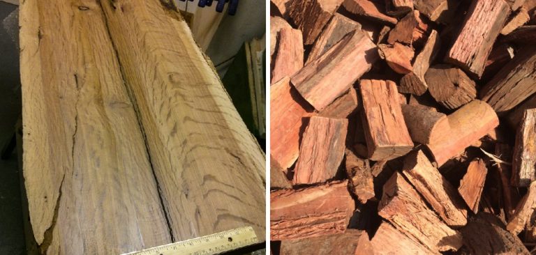 How to Know Australian Buloke | 6 Easy Steps (2025)