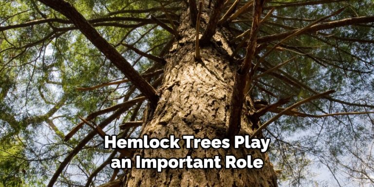 How to Identify Hemlock Wood | 10 Easy Methods (2025)