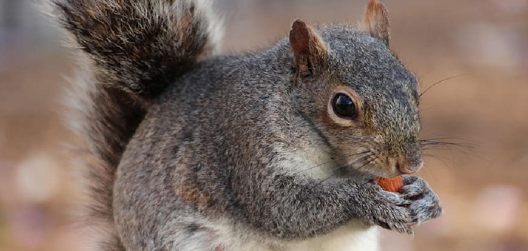 How to Keep Squirrels from Chewing Wood | Helpful Explanation