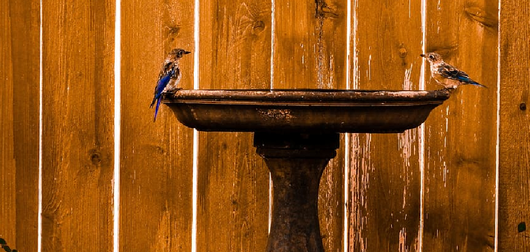 How to Make a Wooden Bird Bath | 10 Effective Methods (2025)