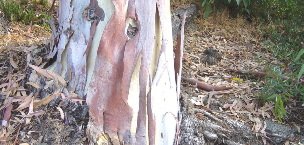 How to Get Bark off Live Edge | 10 Effective Methods (2025)