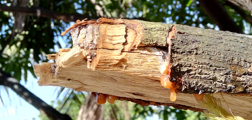 How to Get Bark off Wood | 10 Effective Methods (2026)