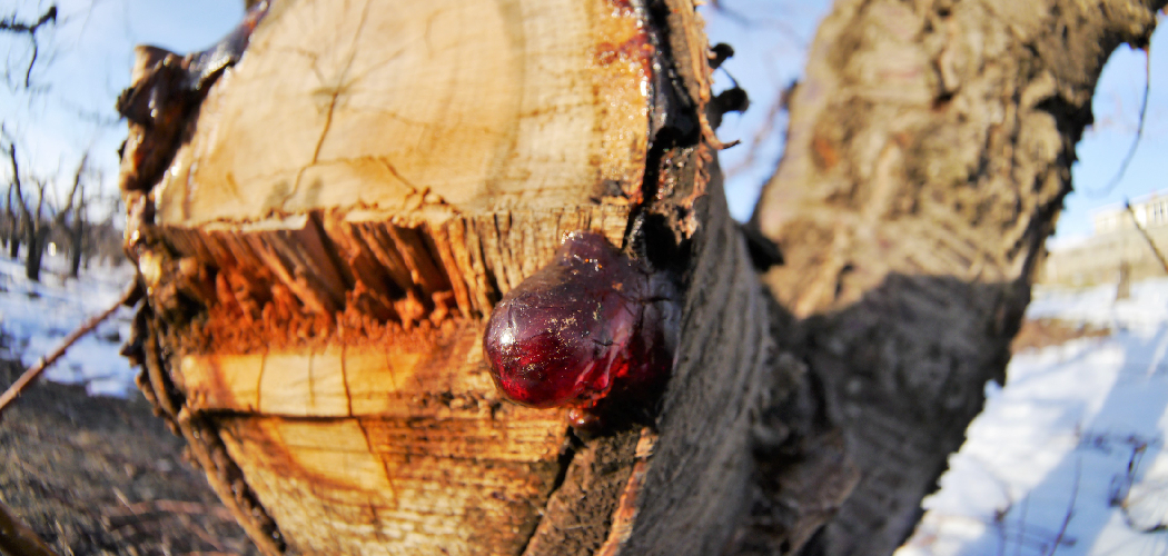 How to Get Sap off Wood | 10 Effective Methods (2026)